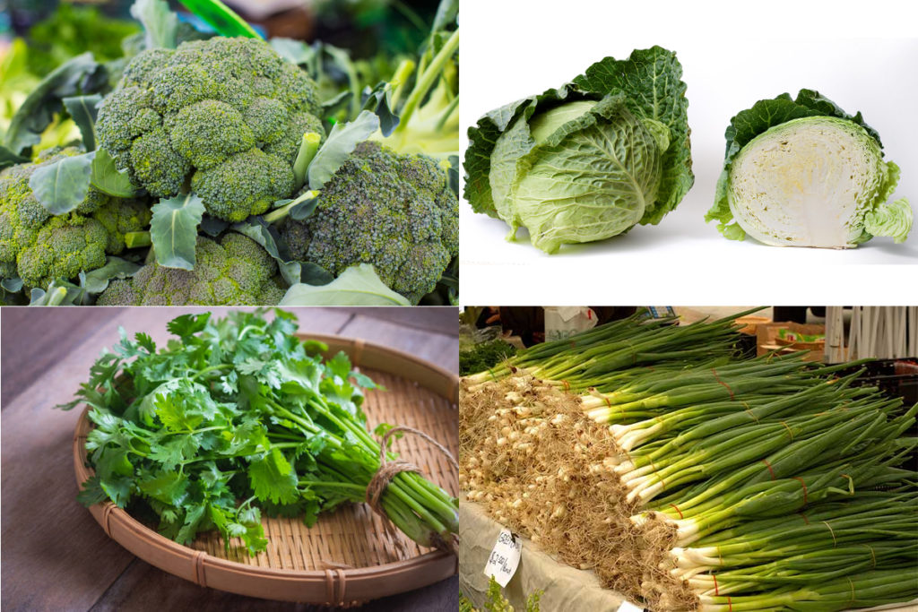Broccoli, Cabbage, Cilantro, & Scallions are Now in Season – Big Branch ...